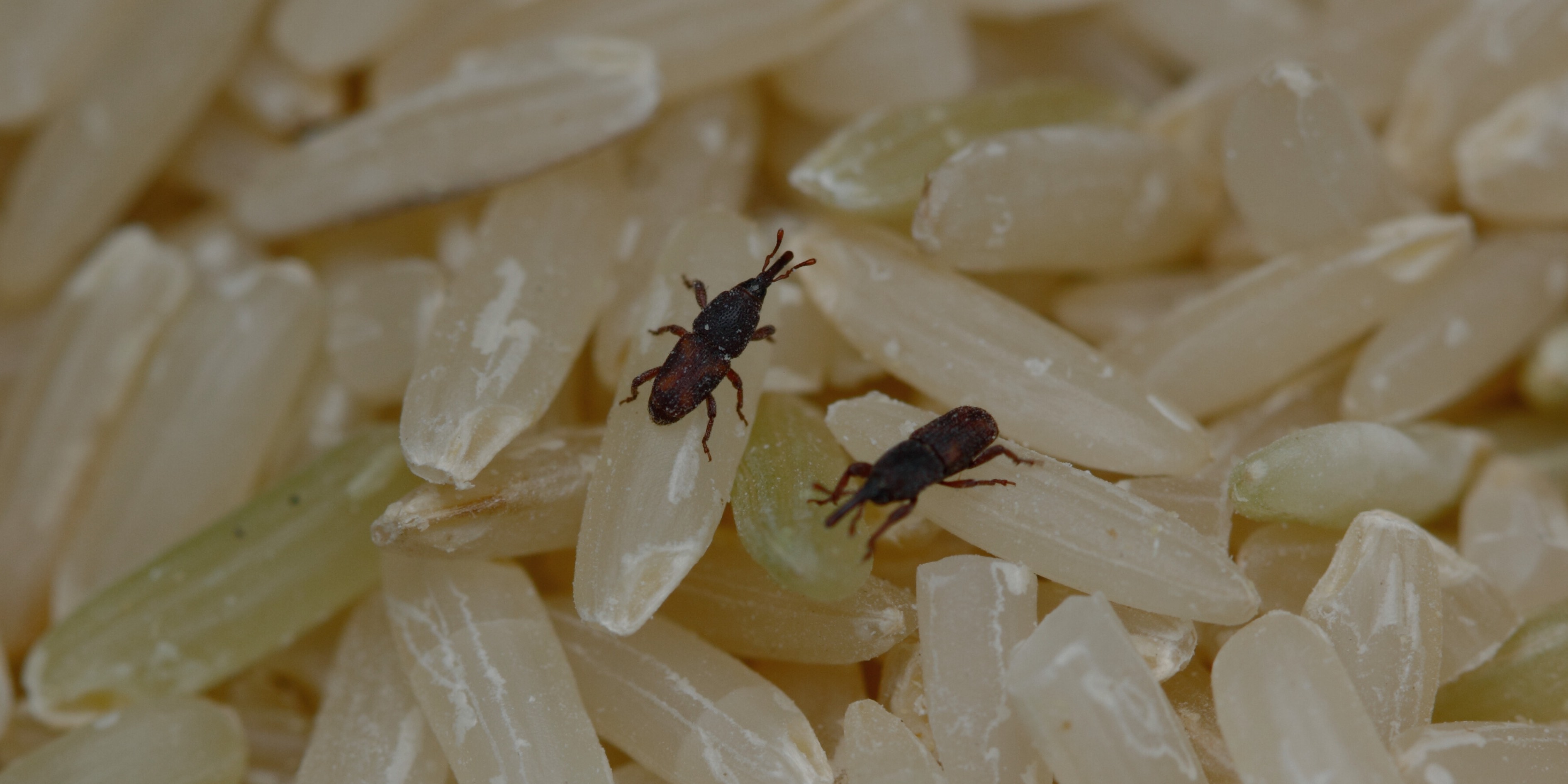Pantry Pest Control | Pest Shield Solutions